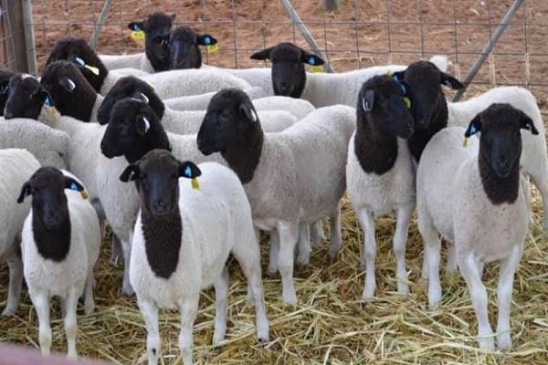 Boer goat, kalahari red goat, saanen goat, dorper sheep in Cape town ...