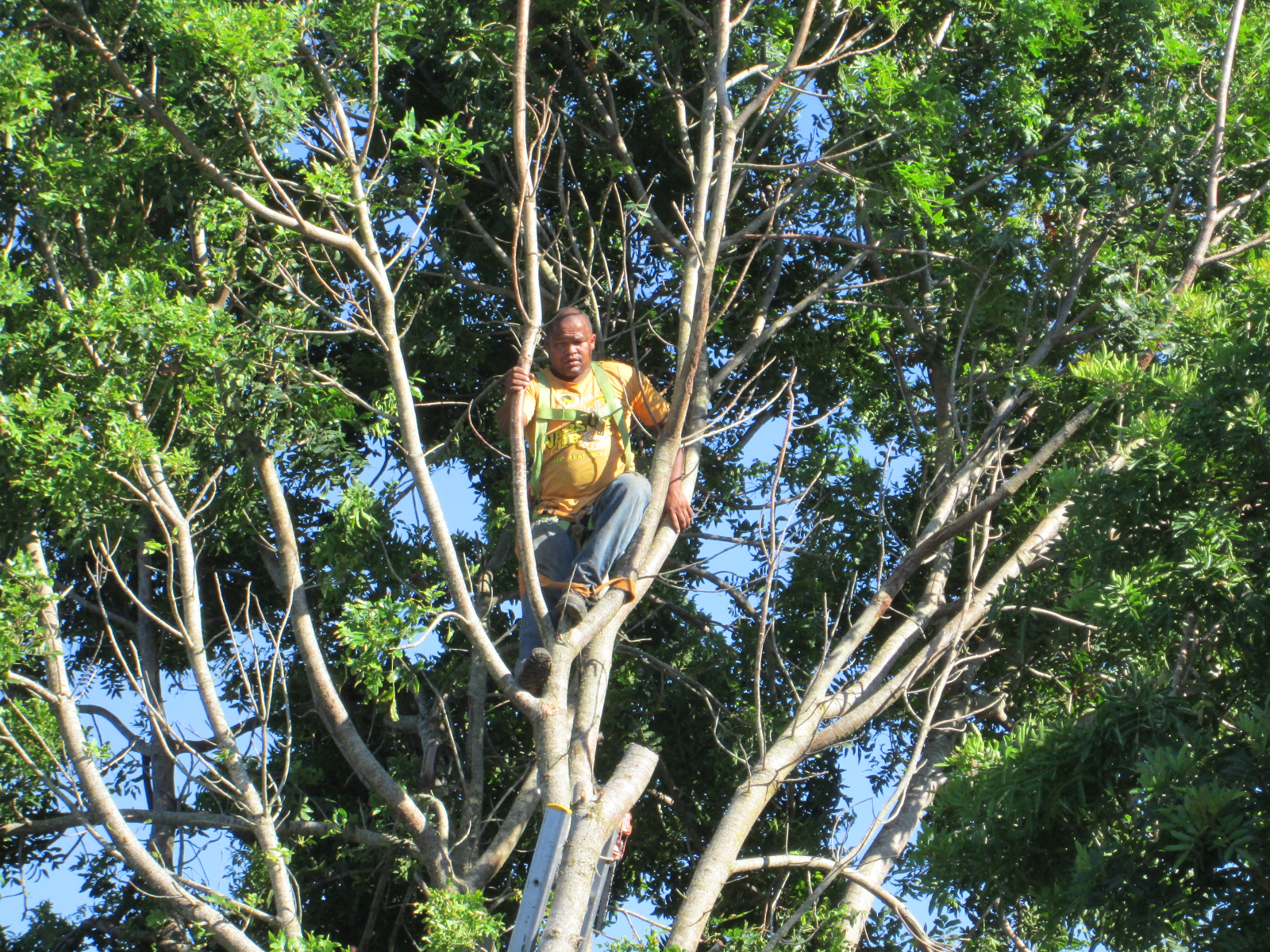 cape tree services is owned by mr jean crous in Robertson, Western Cape ...